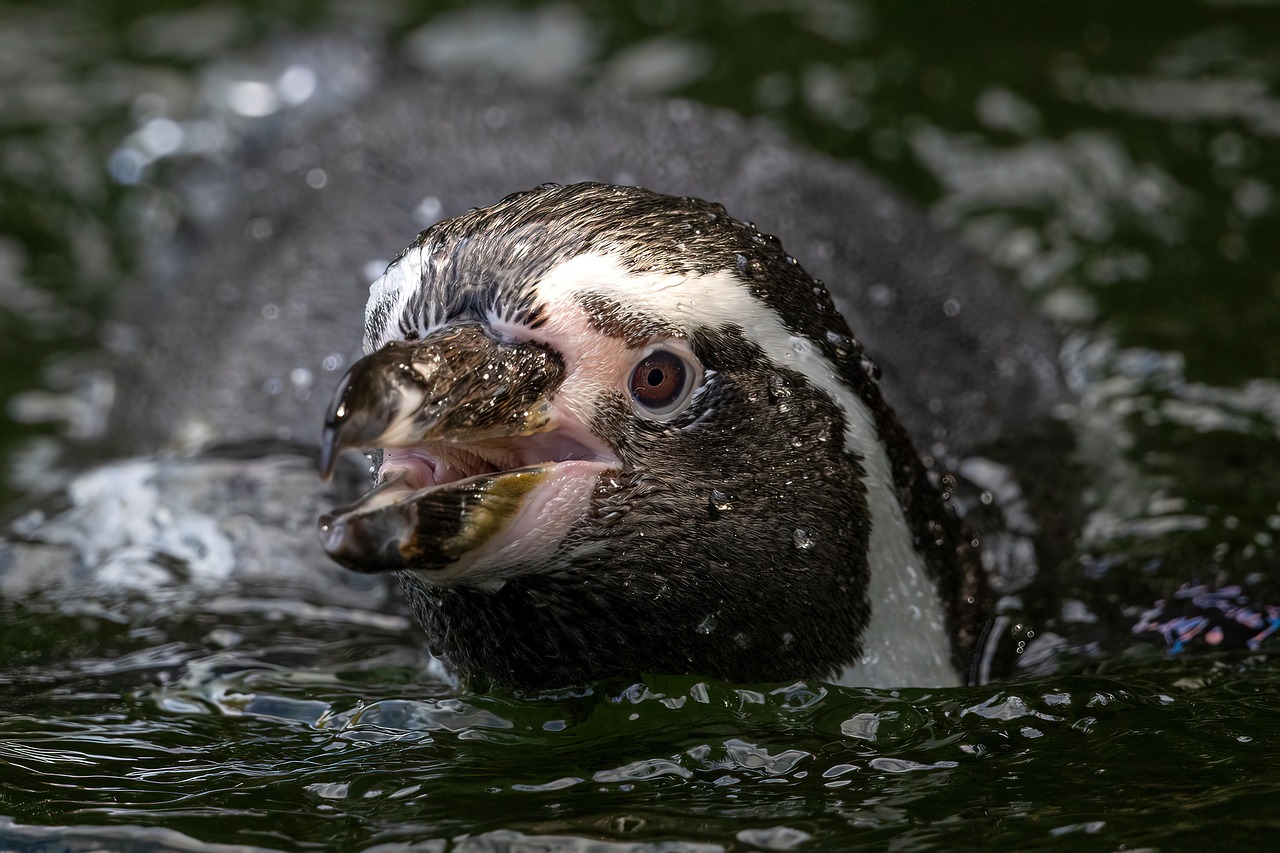 Wildlife in Peru: Creatures you may find along its routes. - Viagens ...