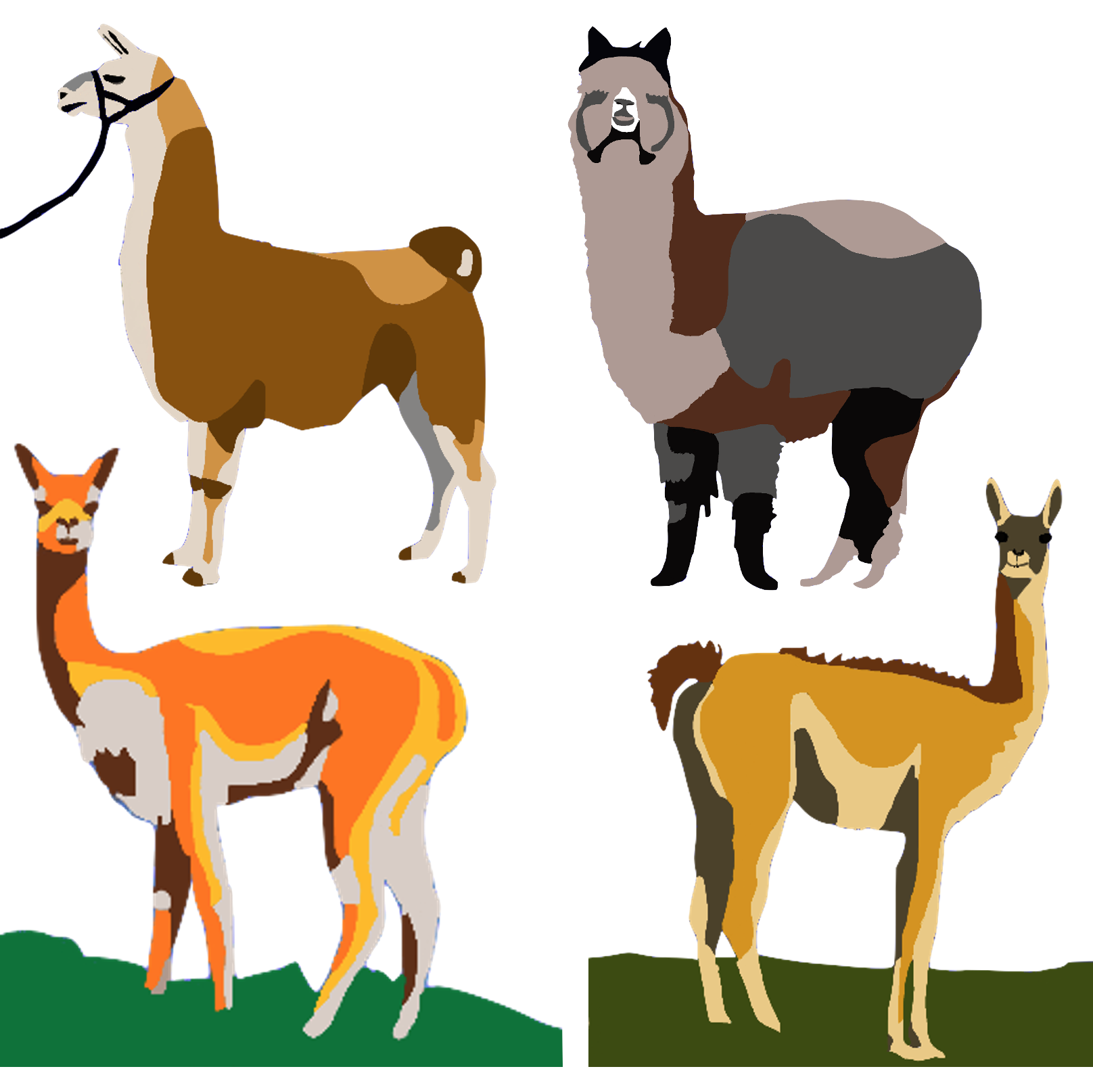 Discover Peru’s Camelids: Llamas, Alpacas, and More