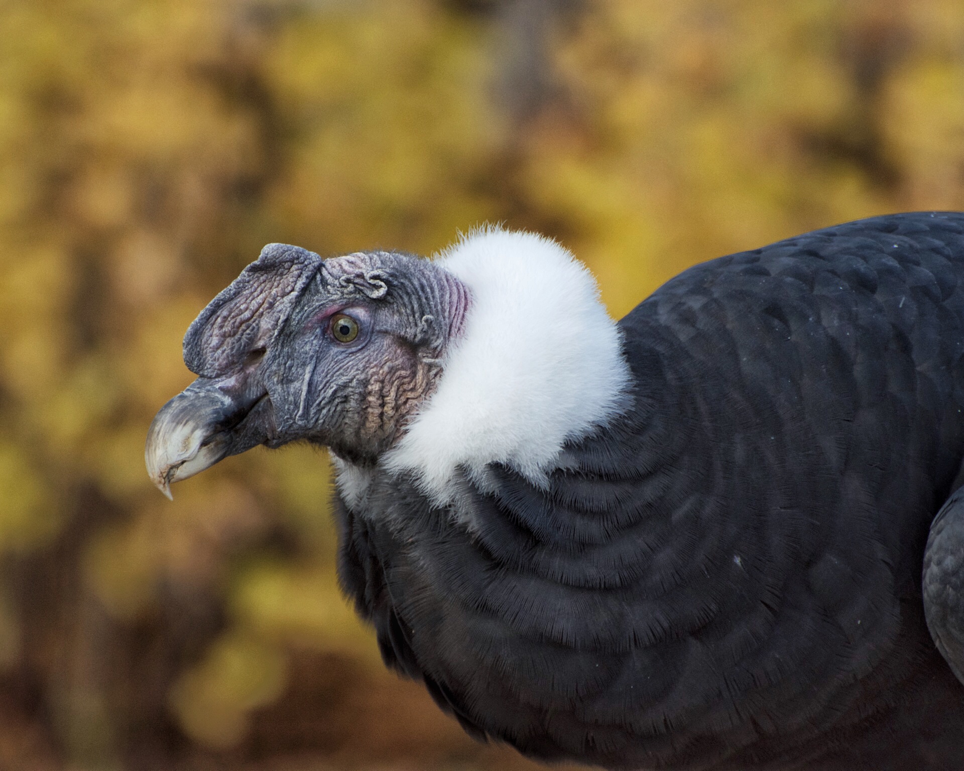 Inca Culture Sacred Animals - Viagens Machu Picchu Blog