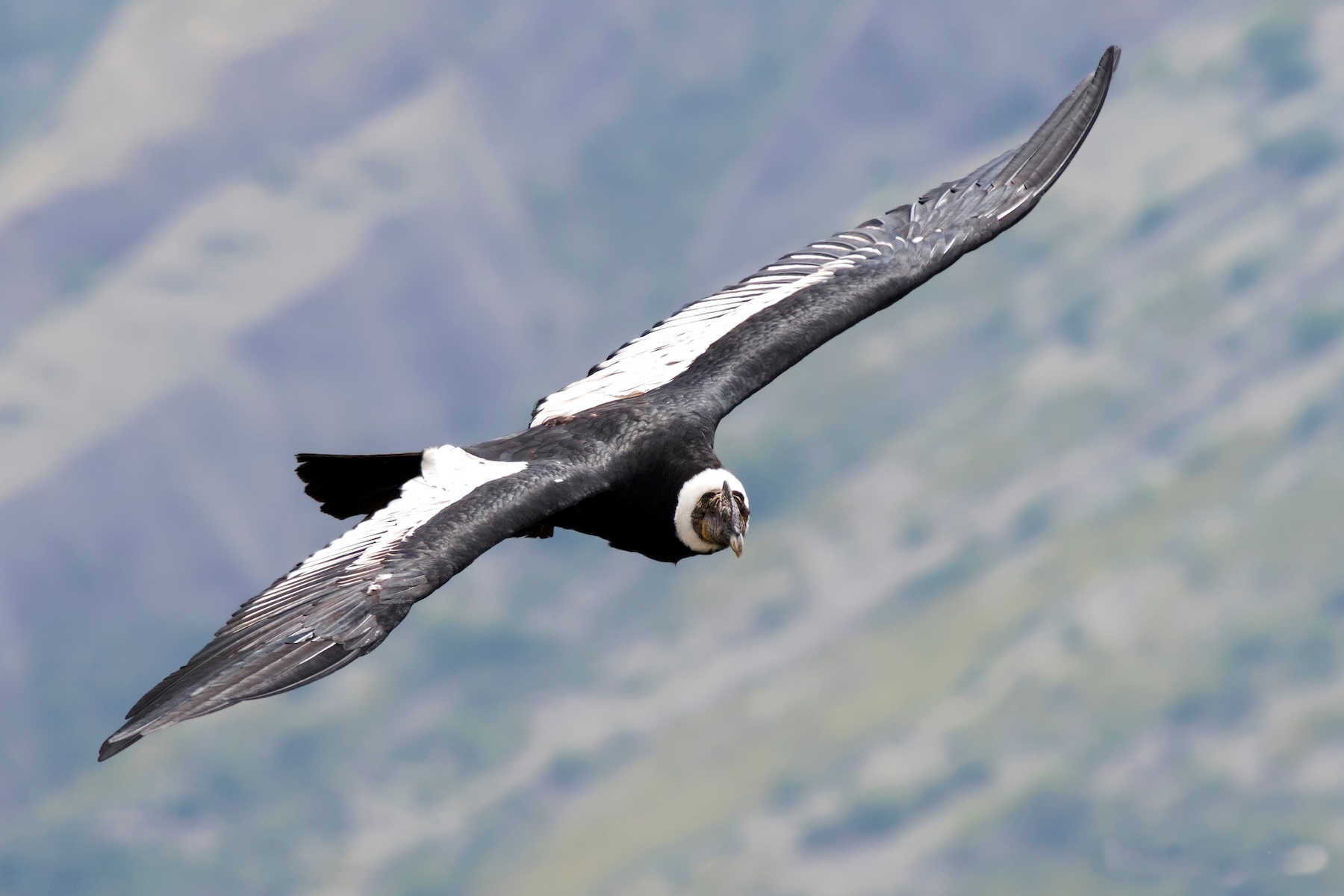 Los mejores tours de observación de aves en Perú - Blog Viagens Machu ...