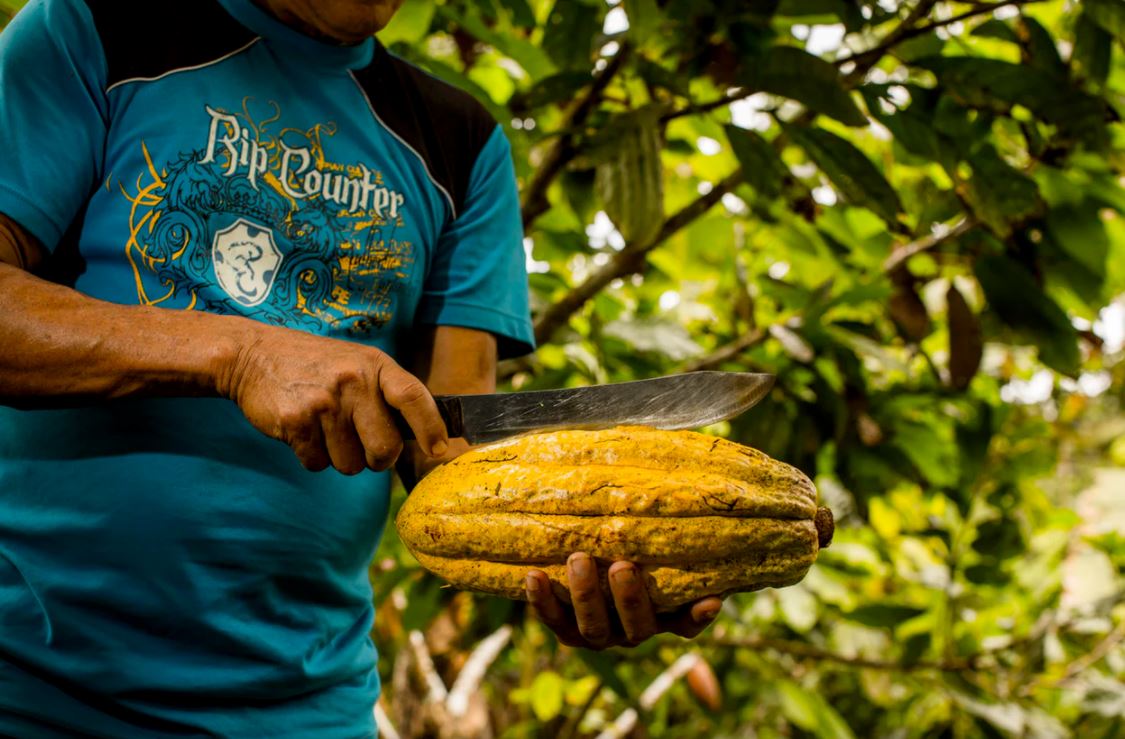 Descubre la ruta del cacao en el Perú - Blog Viagens Machu Picchu