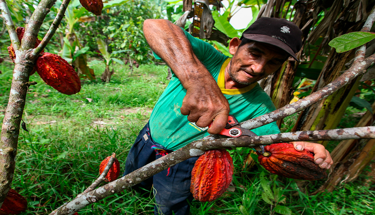 Ruta del Chocolate Peruano: Del Cacao a la Tableta