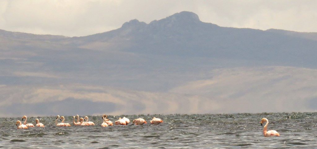 Descubre la Reserva Nacional de Junín y su biodiversidad - Blog Viagens ...
