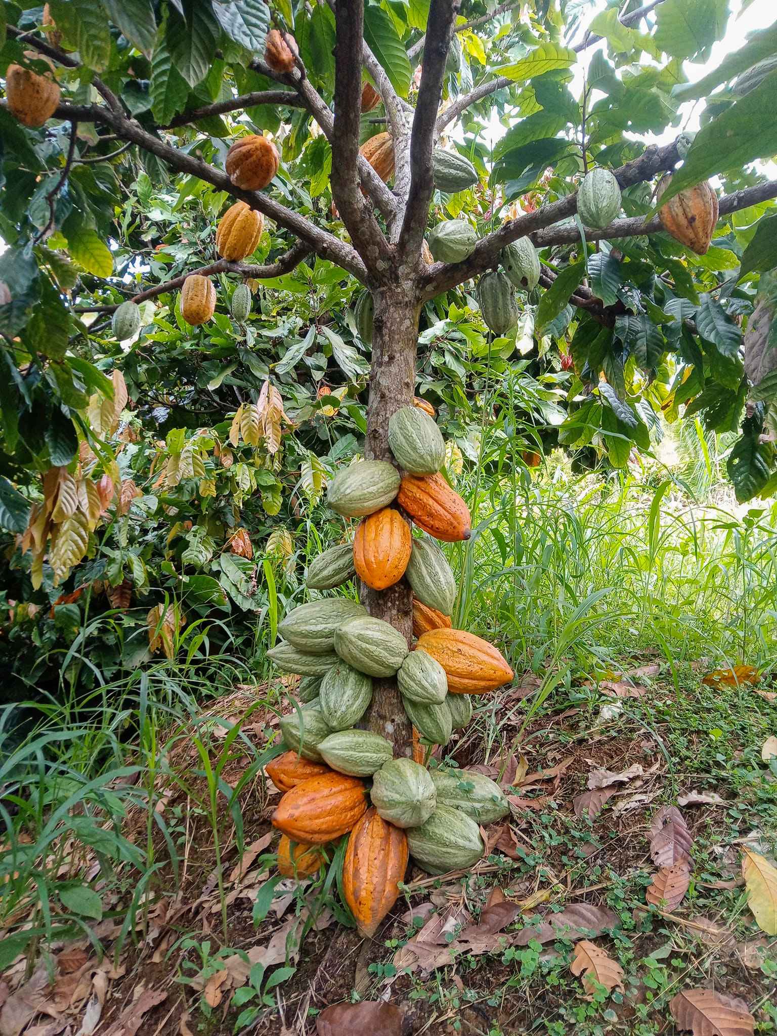La ruta del cacao en el Amazonas Peruano | Blog Viagens Machu Picchu