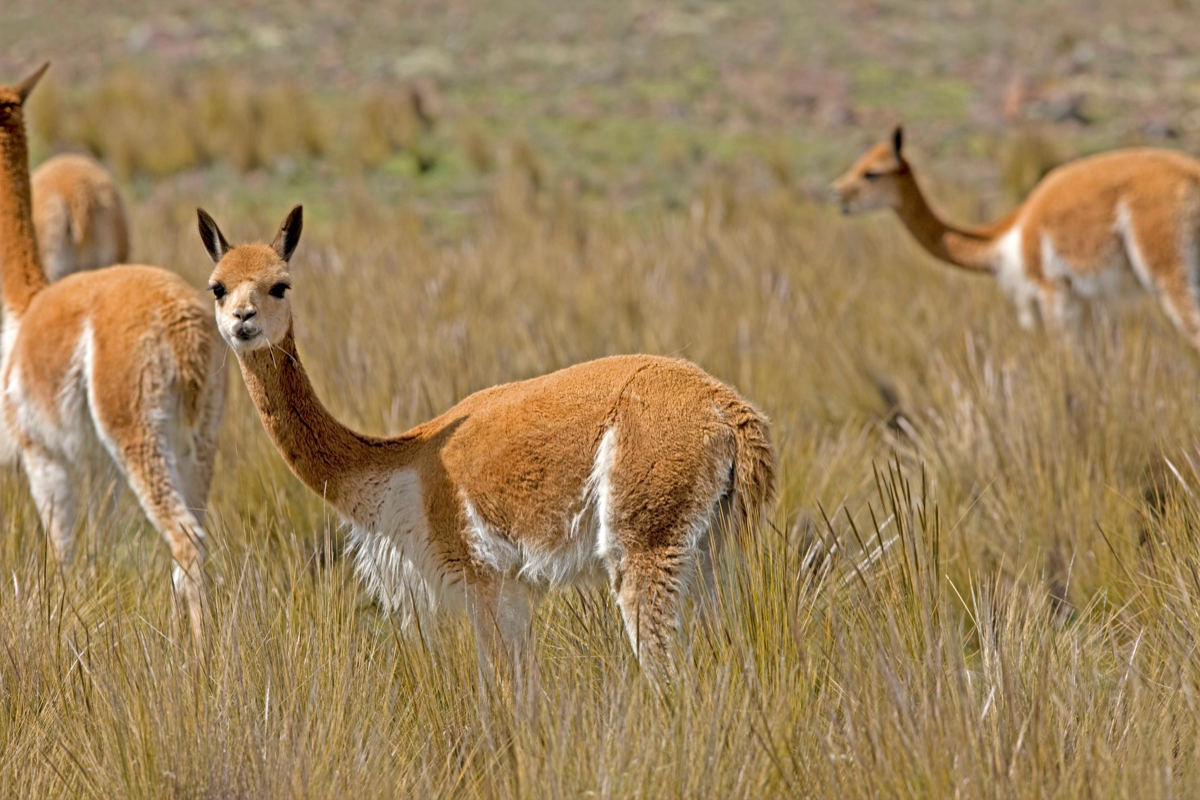 Explora las 8 regiones naturales del Perú: Guía del Viajero