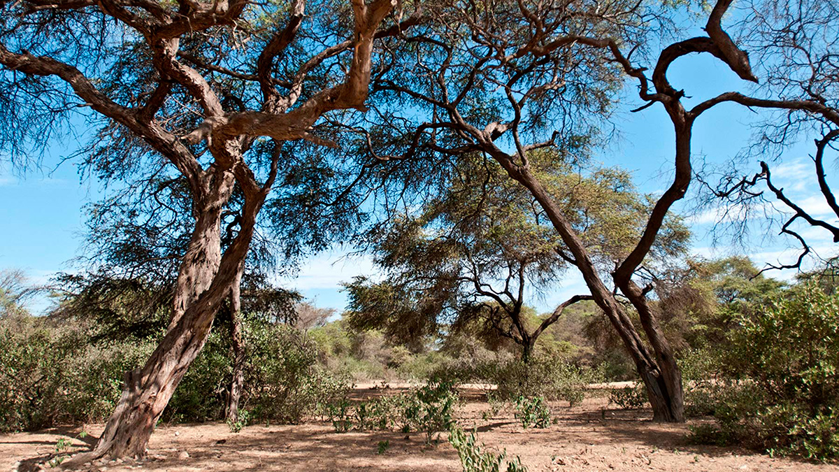 Bosque de Pómac: Conoce más sobre este Santuario Histórico