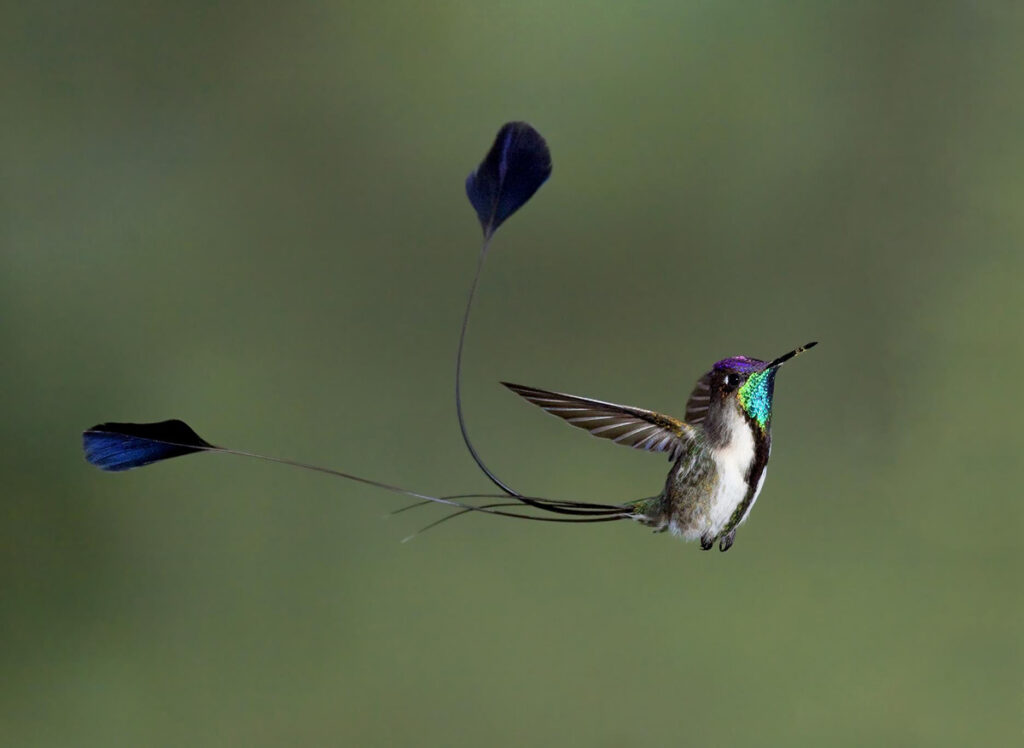 Colibríes del Perú: Descubre las especies más asombrosas