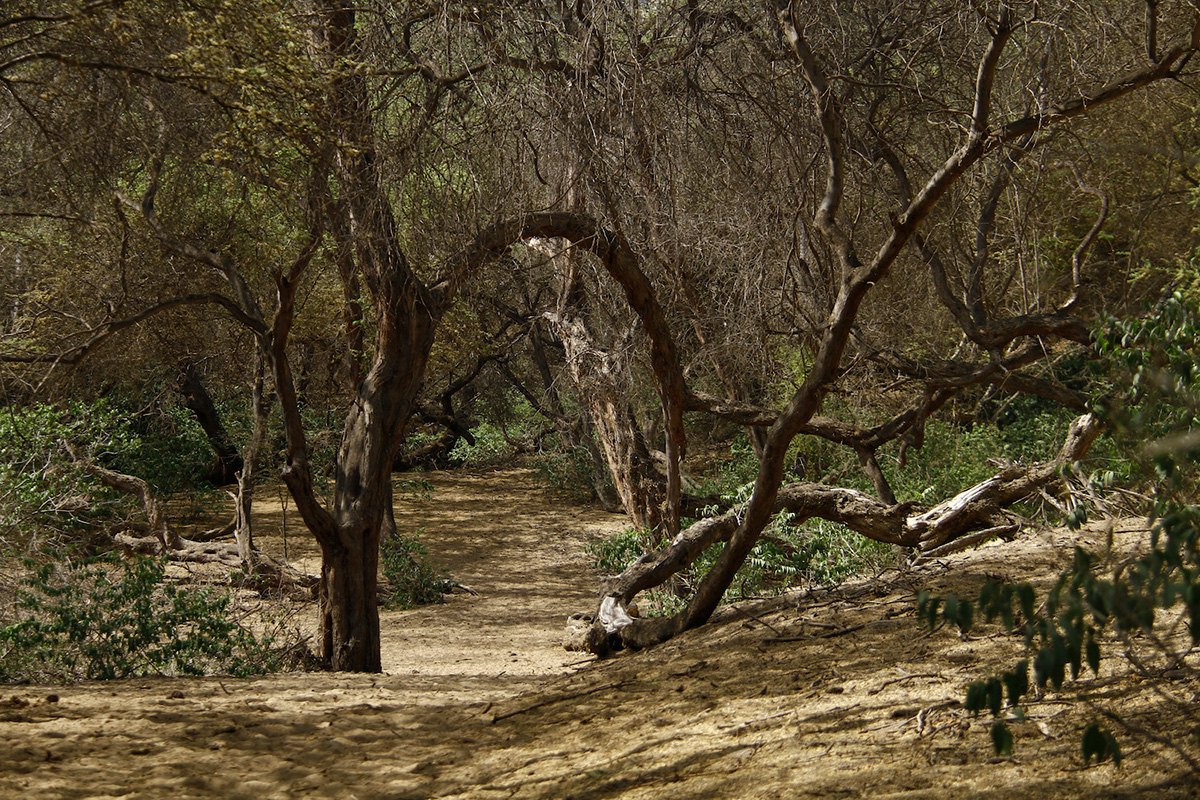 Bosques Secos del Perú: Naturaleza y Cultura en el Norte